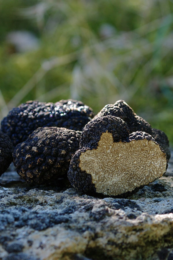 Galance : l'Estello de Provence lance sa crème de visage à la truffe